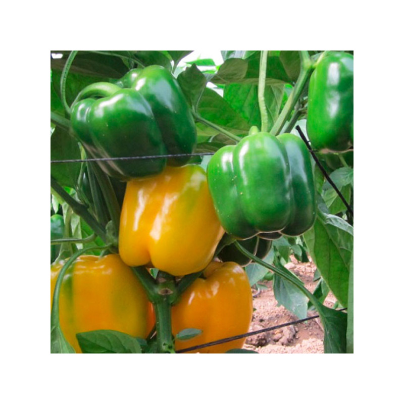 Pimiento Brocanto 1000semillas, Semillas de pimiento Blocky Amarillo ...