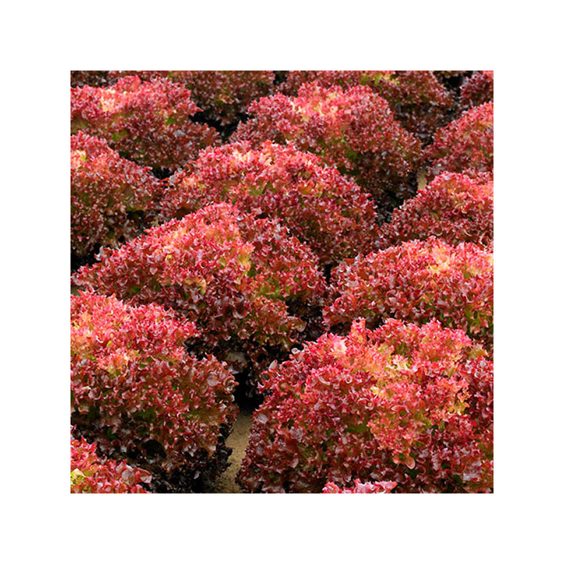 Lechuga Tuska 5000semillas, Semillas de lechuga Lollo Rosa, Enza Zaden