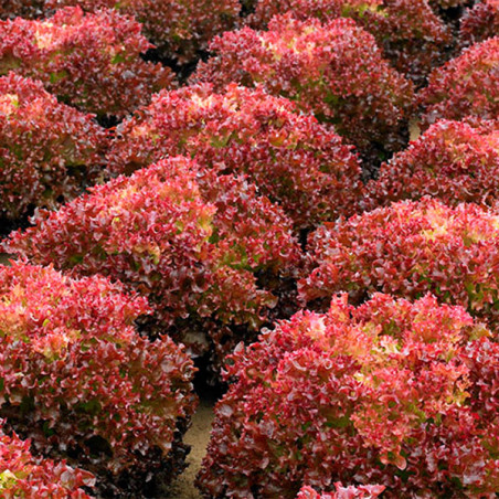 Lechuga Tuska 5000semillas, Semillas de lechuga Lollo Rosa, Enza Zaden