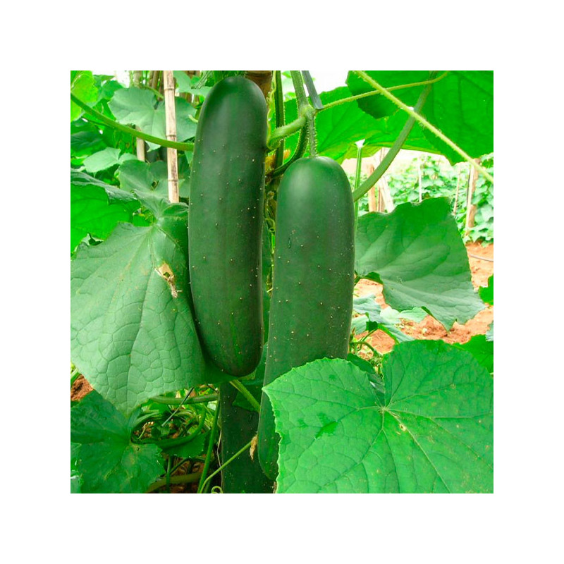 Pepinillo Aladdin 1000semillas, Semillas de pepinillo hibrido, Topseed