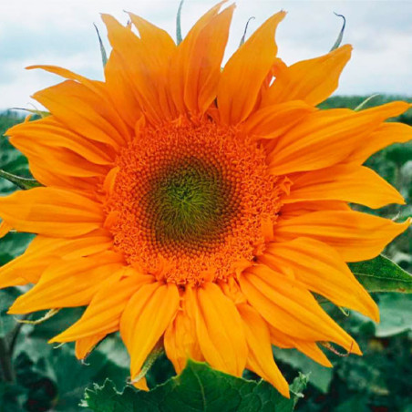 Girasol 1000Semillas, Semilla Girasol Sunflower Sunrich Gold Summer ...