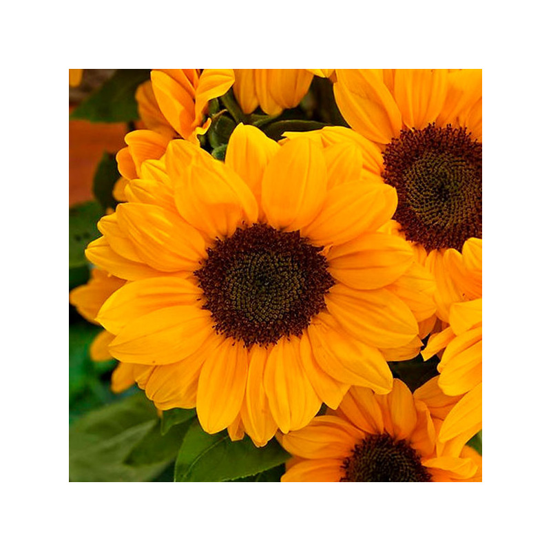 Girasol 10000Semillas Girasol Vincents Choice Anual Flor Corte Sakata ...