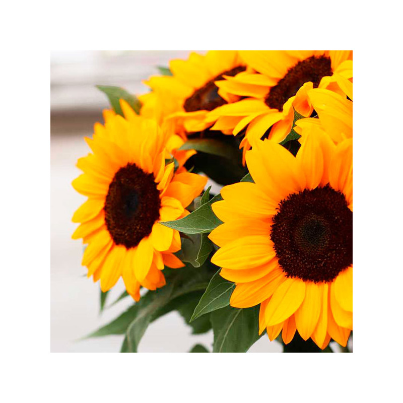 Girasol 10000Semillas Girasol Vincents Choice Anual Flor Corte Sakata ...