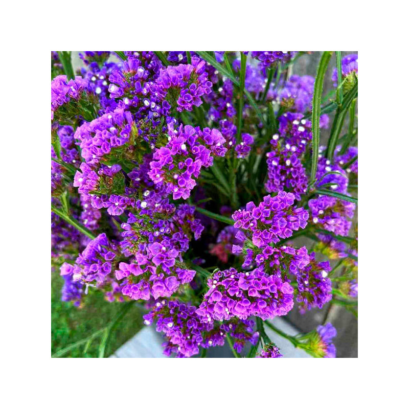 Limonio 1000Semillas, Semilla Statice Seeker Blue Estacional, Flor ...