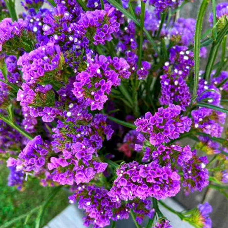 Limonio 1000Semillas, Semilla Statice Seeker Blue Estacional, Flor ...