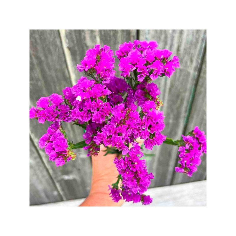 Limonio 5000Semillas, Semilla Statice Seeker Purple Estacional, Flor ...