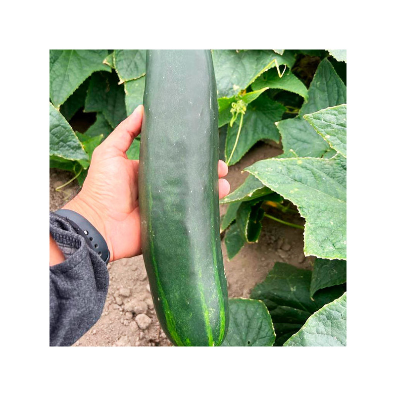 Pepinillo Yacumama F1 5000Semillas, Semilla de Pepinillo Hibrido, Farmex