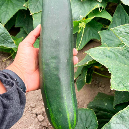 Pepinillo Yacumama F1 5000Semillas, Semilla de Pepinillo Hibrido, Farmex