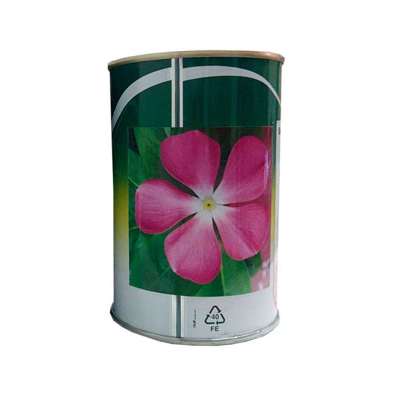 Semilla Chavelitas 50gr, Semilla Catharanthus roseus Flores Maceta, SAIS