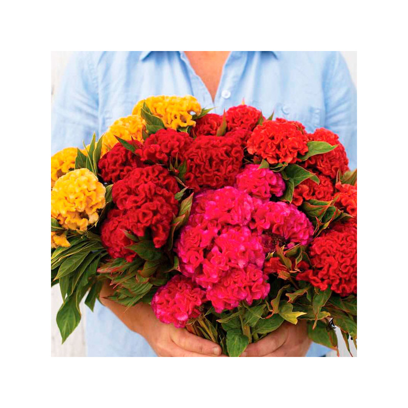 Celosia Cresta de Gallo 1000 Semillas argentea cristata Celosia Chief ...