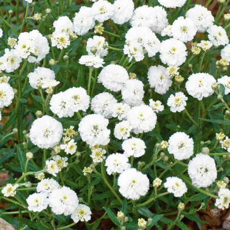 Boton de Oro 1000 Semillas Achillea Ptarmica Marshmallow PLT, Flor ...