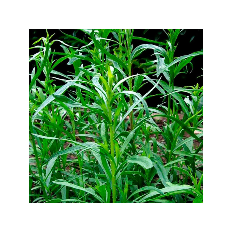 Estragon 5000 Semillas Artemisia dracunculus Tarragon Russian, Hierba ...