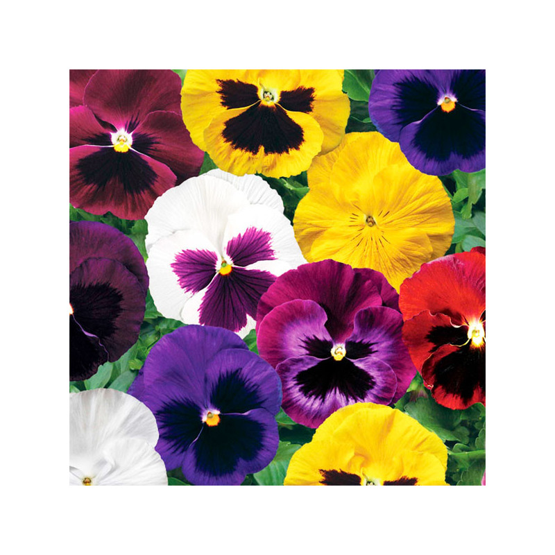 Pensamiento 1000 Semillas Viola cornuta Pansy Colossus All Colors Mix ...