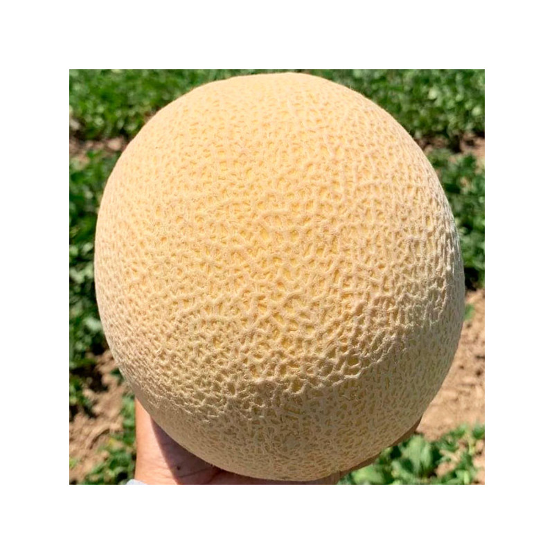 Melon Pearlina 1000 Semillas, Melon Hibrido F1, Origene Seeds