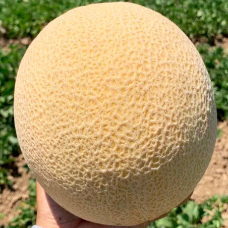 Melon Pearlina 1000 Semillas, Melon Hibrido F1, Origene Seeds