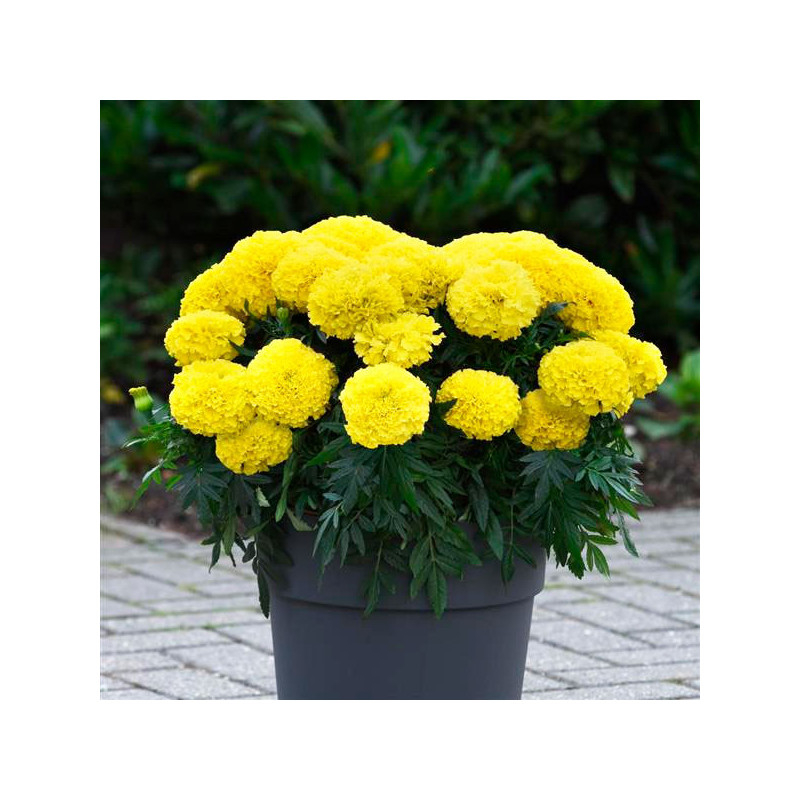 Marigold 1000 Semillas Tagetes erecta Marvel II Yellow Pompom, Flor ...