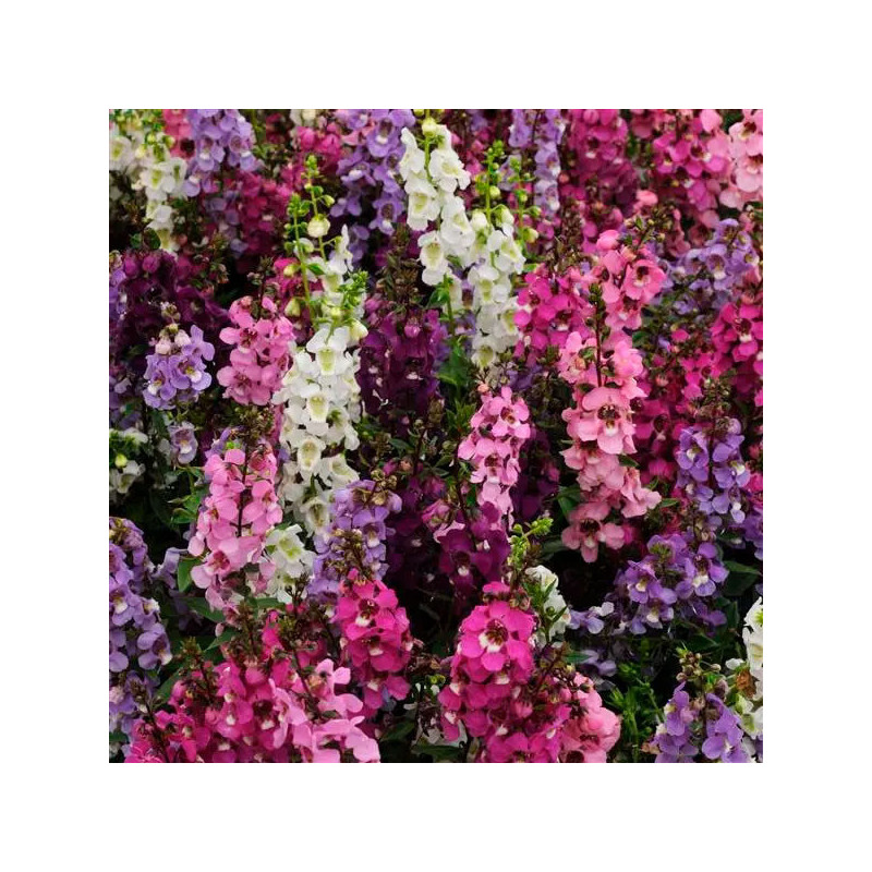 Angelonia 100 Semillas Angustifolia Serenita Mix PLT, Flor, Maceta ...