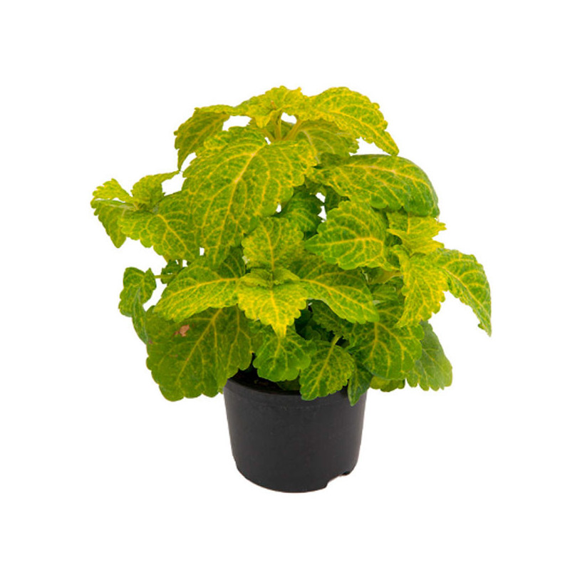 Coleo 1000 Semillas Solenostemon scutellarioides Coleus Fairway Yellow ...