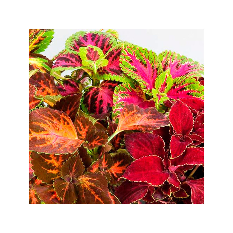 Coleo 1000 Semillas Coleus x hybridus Rainbow Masterblend Mix PLT ...