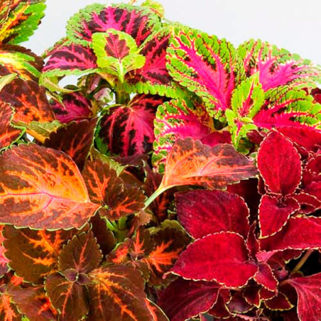 Coleo 1000 Semillas Coleus x hybridus Rainbow Masterblend Mix PLT ...