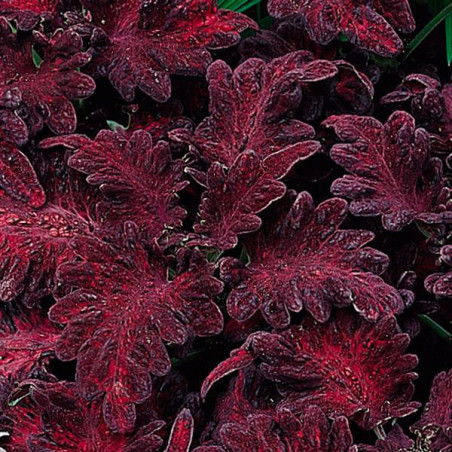 Coleo 1000 Semillas Coleus blumei Dragon Black PLT, Maceta, Panamerican ...