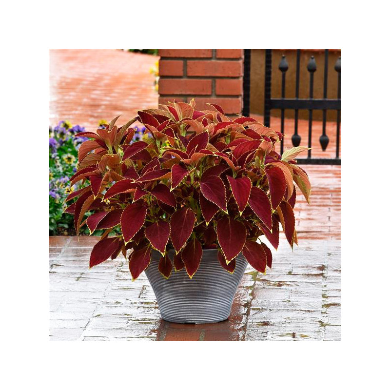 Coleo 100 Semillas Solenostemon scutellarioides Coleus Premium Sun Ruby ...