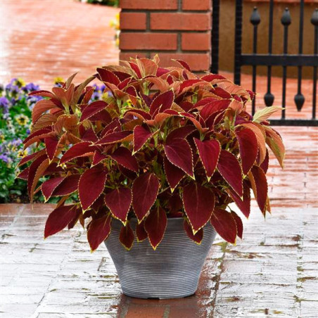 Coleo 100 Semillas Solenostemon scutellarioides Coleus Premium Sun Ruby ...
