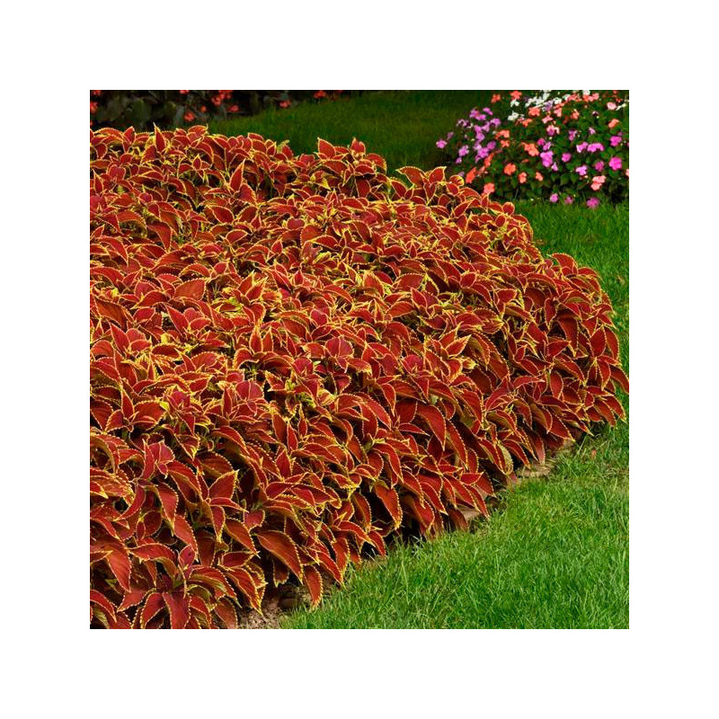 Coleo 100 Semillas Solenostemon scutellarioides Coleus Premium Sun Ruby ...