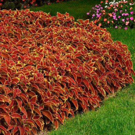 Coleo 100 Semillas Solenostemon scutellarioides Coleus Premium Sun Ruby ...