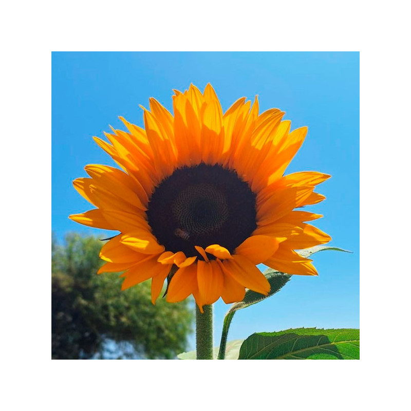 Girasol 10000 Semillas Sunshine Max, Flor, Corte, Grofit