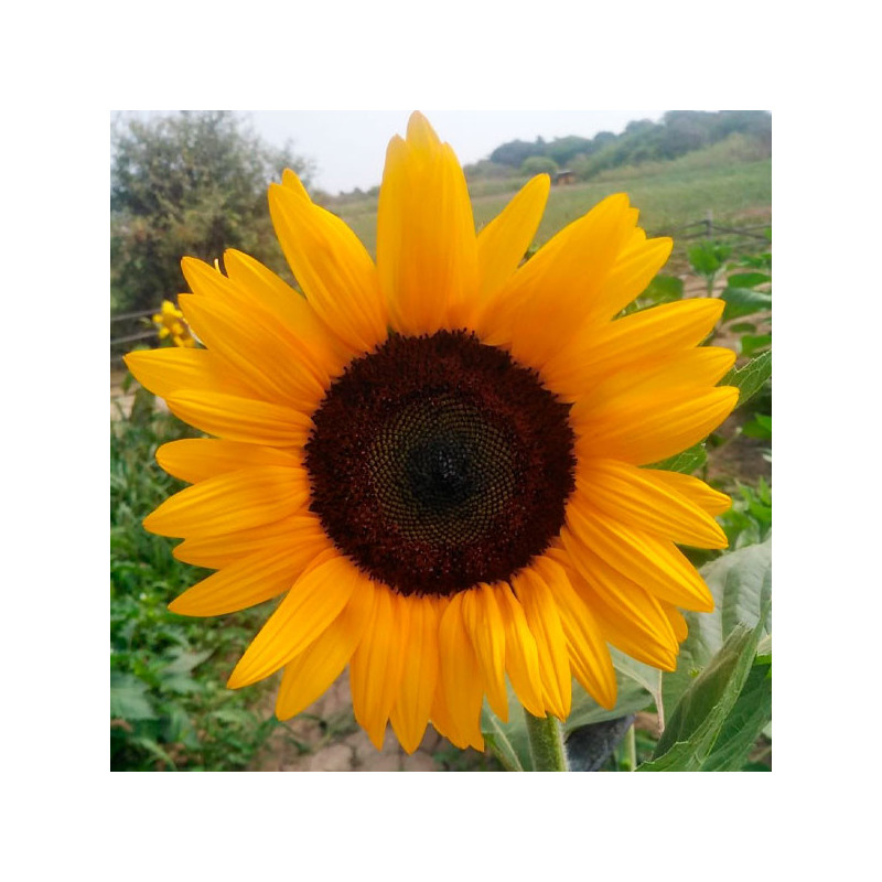 Girasol 10000 Semillas Luminoso Max, Flor, Corte, Grofit