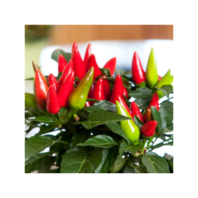 Aji Ornamental 100 Semillas Capsicum annuum Salsa XP Red, Flor, Maceta ...