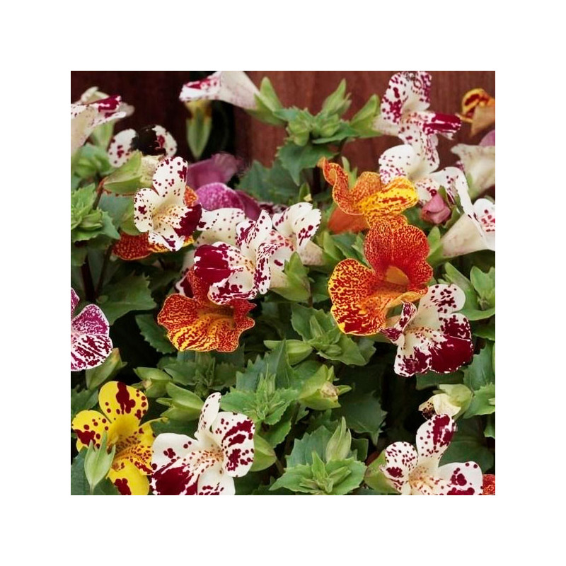 Flor-Mono 1000 Semillas Mimulus x hybridus Magic Blotch Mix PLT, Flor ...