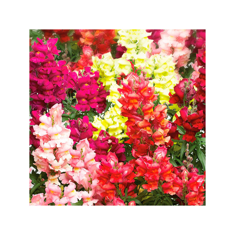Dogo 1000 Semillas Antirrhinum majus Snaptastic Mix PLT, Flor, Maceta ...