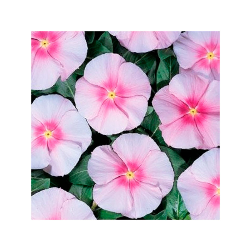 Vinca 1000 Semillas Catharanthus roseus Pacifica XP Blush, Flor, Maceta ...