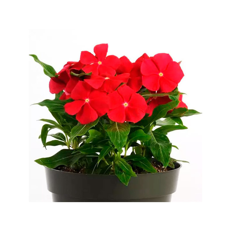 Vinca 1000 Semillas Catharanthus roseus Pacifica XP Really Red, Flor ...