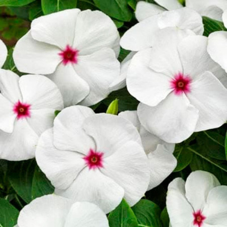 Vinca 1000 Semillas Catharanthus roseus Pacifica Polka Dot XP, Flor, Maceta, Panamerican Ball Seed