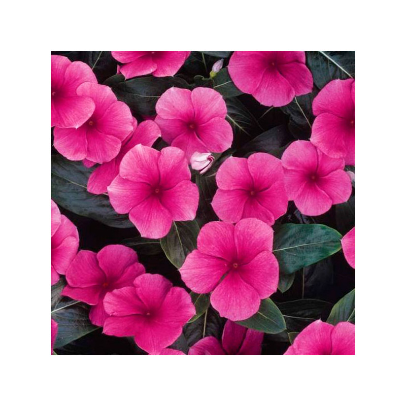Vinca 1000 Semillas Catharanthus roseus Pacifica XP Punch, Flor, Maceta ...