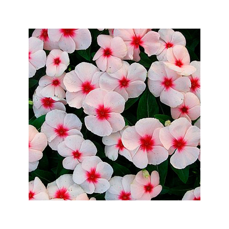 Vinca 1000 Semillas Catharanthus roseus Pacifica XP Apricot, Flor ...