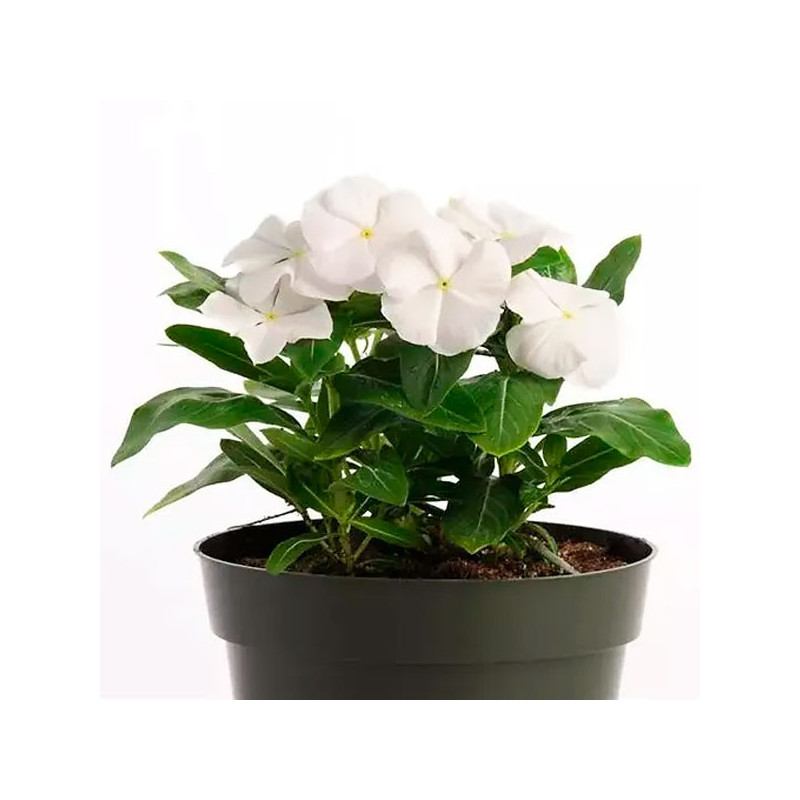 Vinca 1000 Semillas Catharanthus roseus Pacifica XP White, Flor, Maceta ...