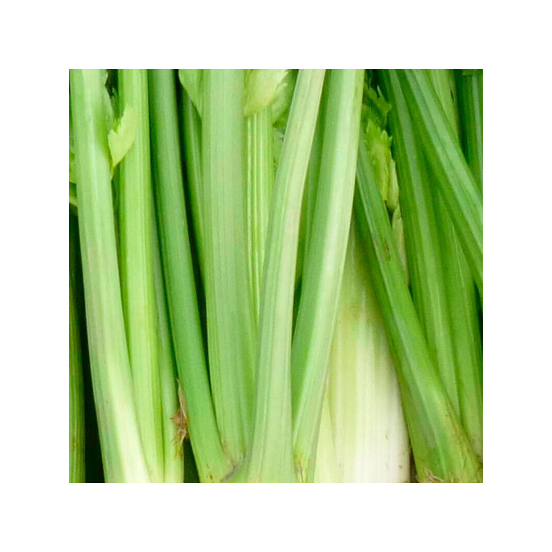 Apio Golden Self Blanching 100gr, Semilla Variedad Apio Blanco