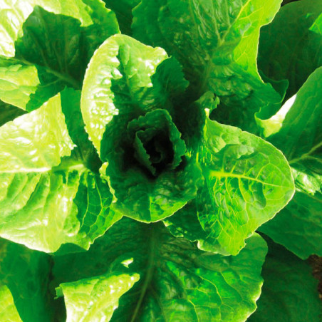 Lechuga Romana 500gr Semillas, Royal Seeds