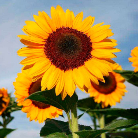 Girasol 1000 Semillas Sunshine Max, Flor, Corte, Grofit