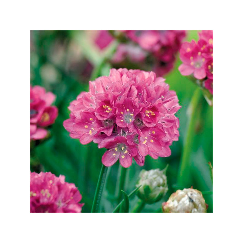 Clavelina de Mar 1000 Semillas Armeria maritima Morning Star Deep Rose ...