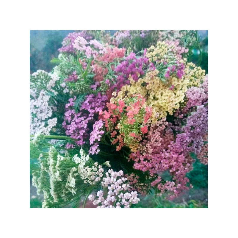 Milenrama 1000 Semillas Achillea Millefolium Summer Berries Flor Corte ...