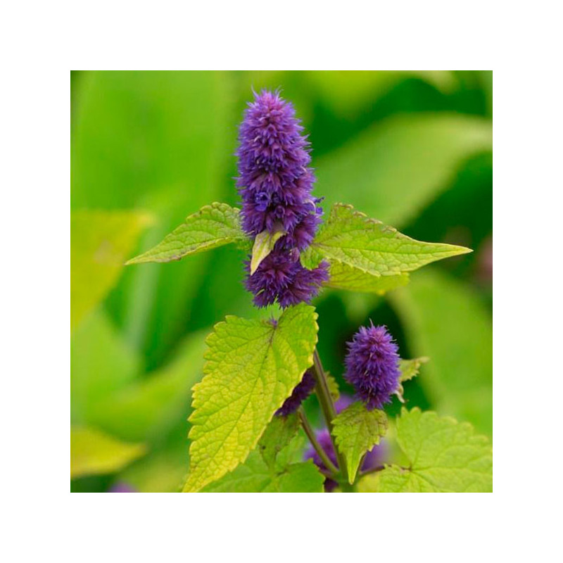 Menta Coreana 1000 Semillas Agastache Golden Jubilee Flor Maceta Ball Seed