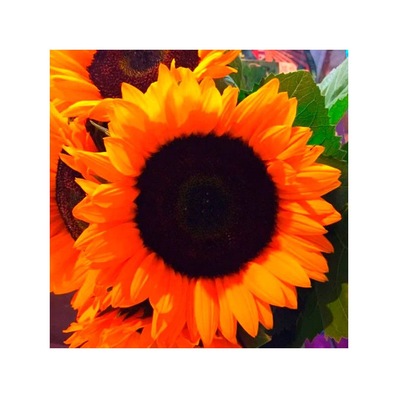 Girasol 10000 Semillas Helianthus annuus x hybrido Soleado Max F1 Flor Corte Grofit