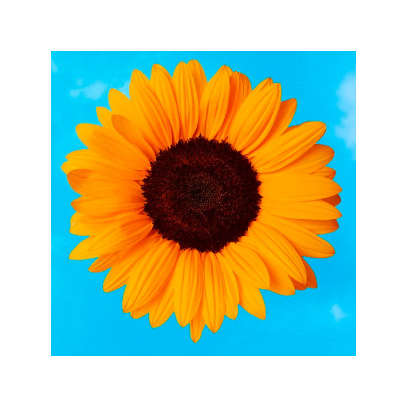 Girasol 10000 Semillas Helianthus annuus x hybrido Soleado Max F1 Flor Corte Grofit