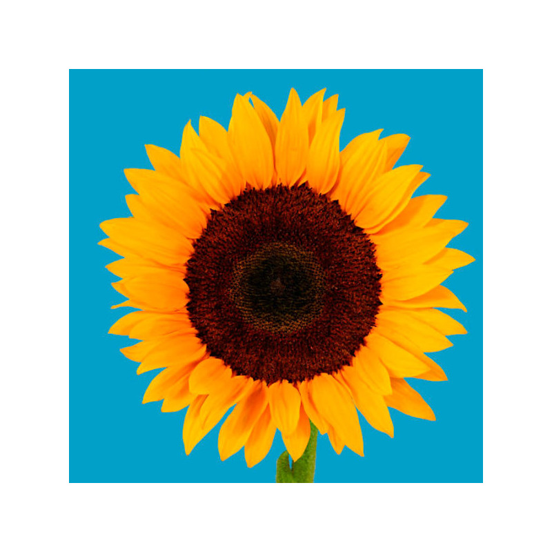 Girasol 1000 Semillas Helianthus annuus x hybrido Rayo de Sol Flor F1 ...
