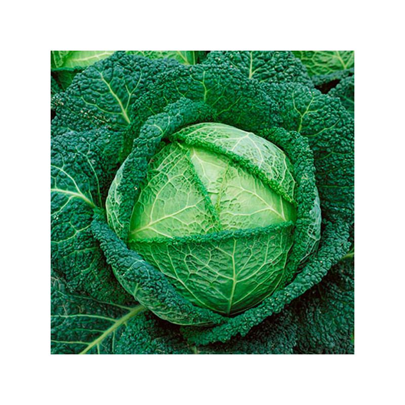 Col Crespa Savoy Perfection 500gr, Semillas de Col Crespa Variedad PSeeds